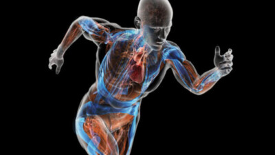 Tensegrity and Human Body – Tensologic - Tensegrity Simplified